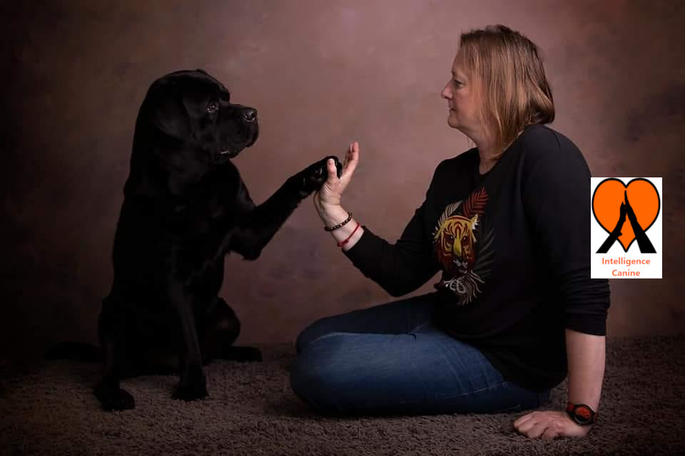 Intelligence canine - educateur canin comportementaliste Seine et Marne